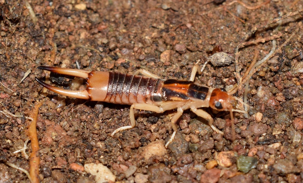 Shore Earwig from Περιφέρεια Βορείου Αιγαίου, Ελλάδα on January 01 ...