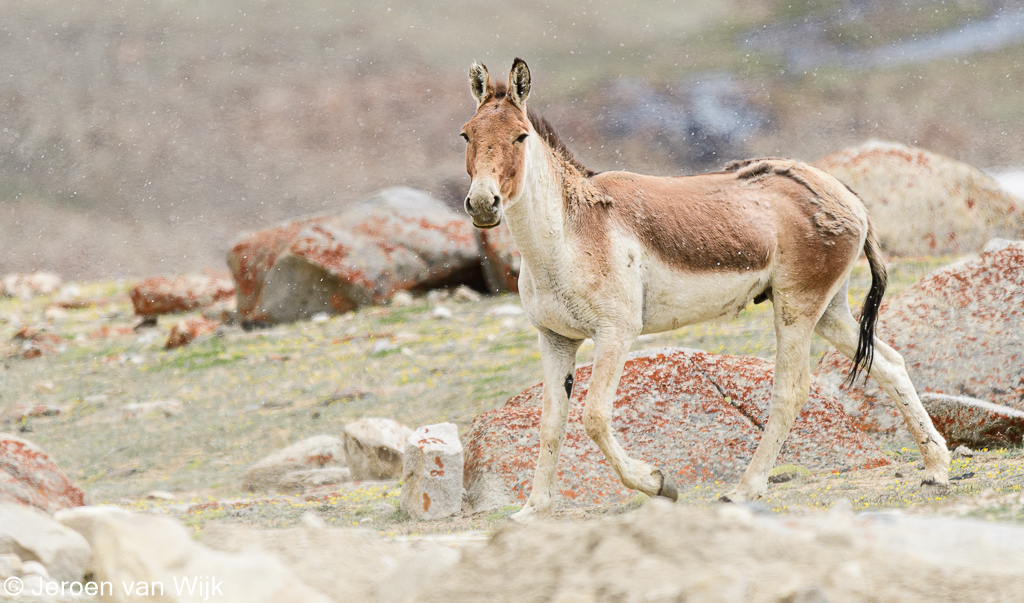 Kiang (Equus kiang) - Know Your Mammals