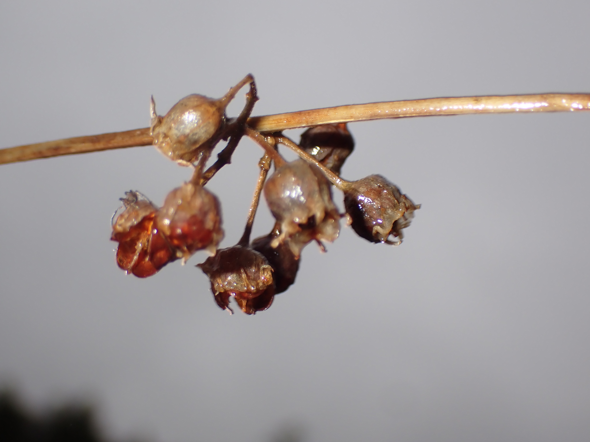 Decodon verticillatus (L.) Elliott