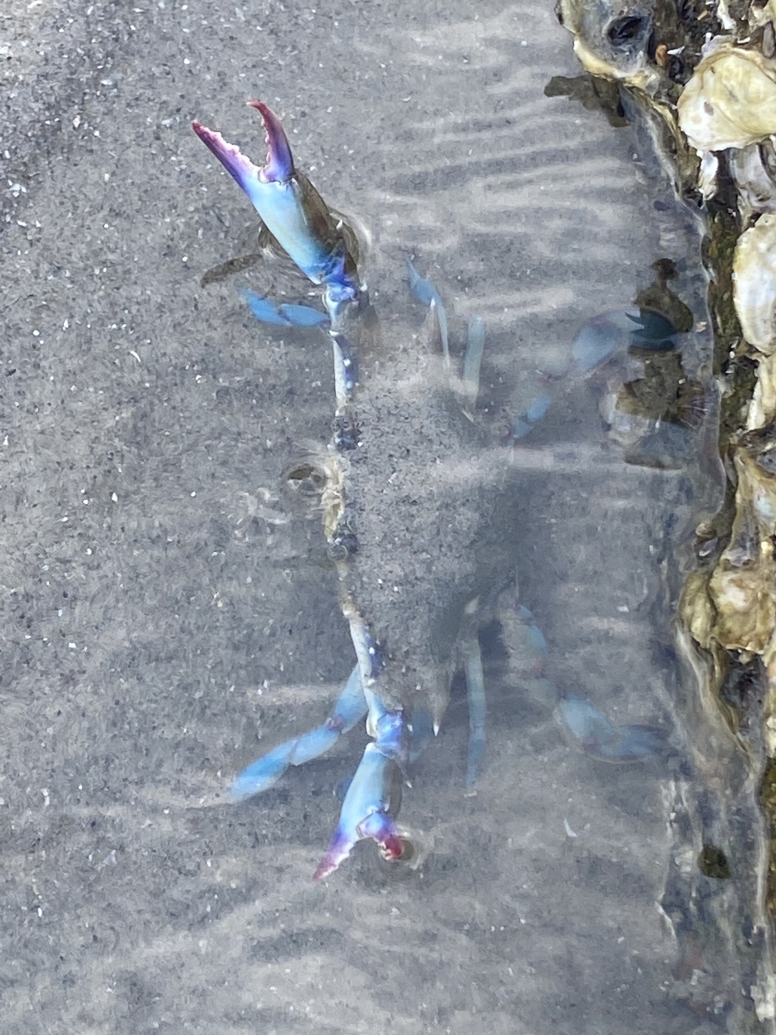 Callinectes danae Smith, 1869