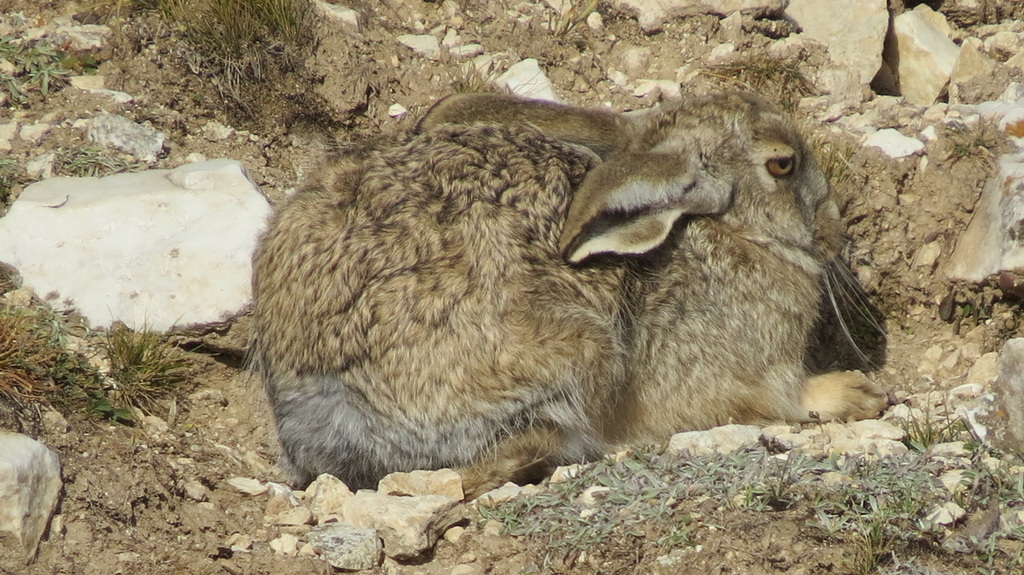 Woolly Hare from Gonghe County, Hainan Tibetan Autonomous Prefecture ...
