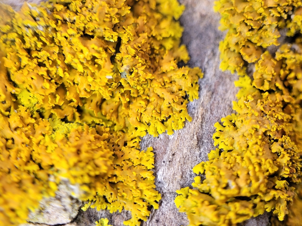 Bare-bottom Sunburst Lichen in January 2022 by Samuel Brinker · iNaturalist