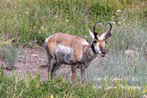 Pronghorn from Lake County, MT, USA on June 25, 2021 at 10:58 AM by ...