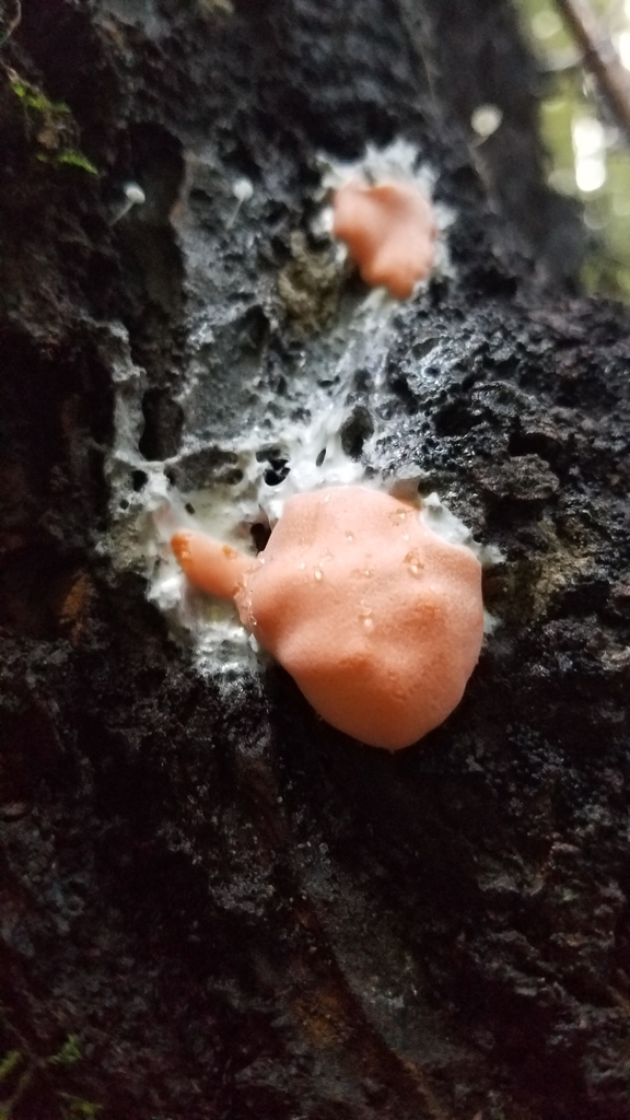 Red Raspberry Slime Mold from Honeydew, CA 95545, USA on December 24 ...