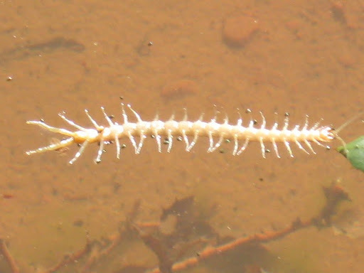 Common Desert Centipede from Red Rock Canyon NCA, Nevada on March 09 ...