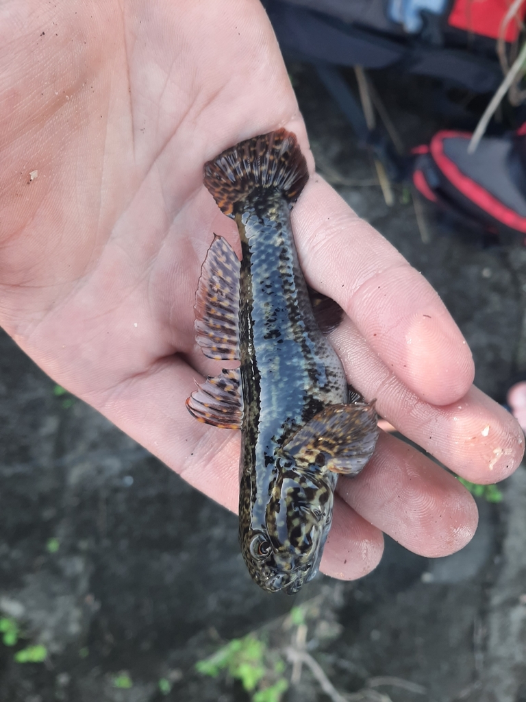 Frillfin Goby from South Venice, Floride, États-Unis on January 02 ...