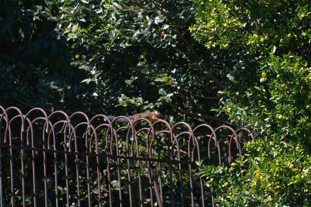 Variegated Squirrel from Vargas Araya, San José, San Pedro, Costa Rica ...