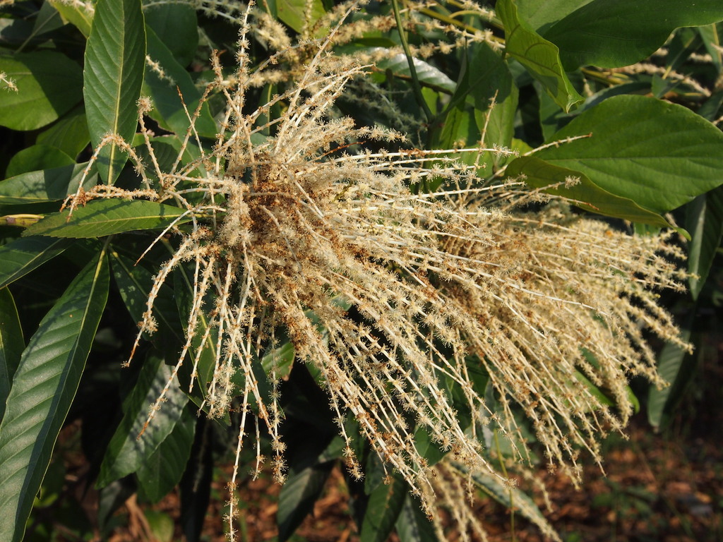 Castanopsis fissa - plant details - WorldFloraDB