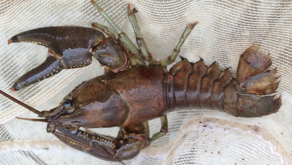 Rusty Crayfish from Sharon, VT, USA on September 14, 2021 at 04:25 PM ...