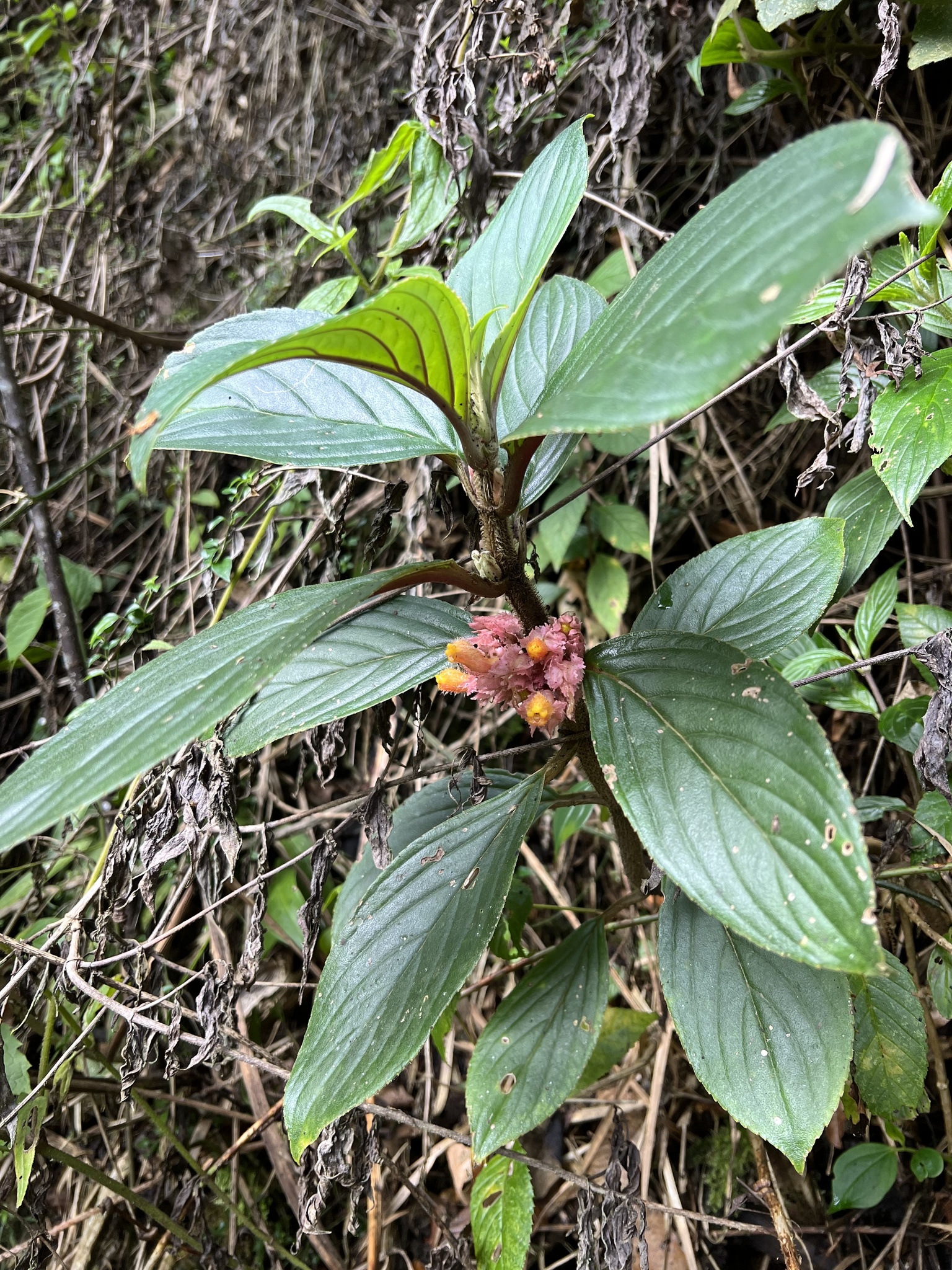 Glossoloma ichthyoderma (Hanst.) J.L.Clark