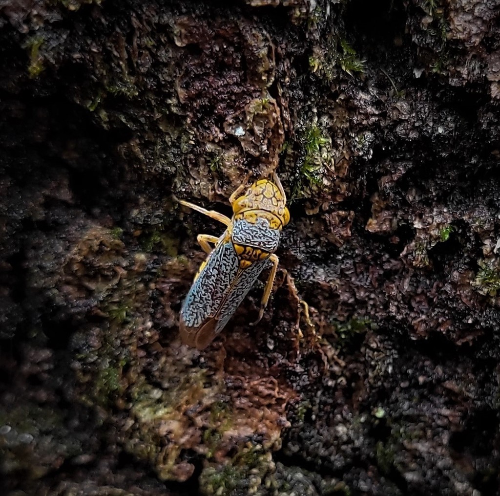 Broad-headed Sharpshooter from Anne Arundel County, MD, USA on January ...