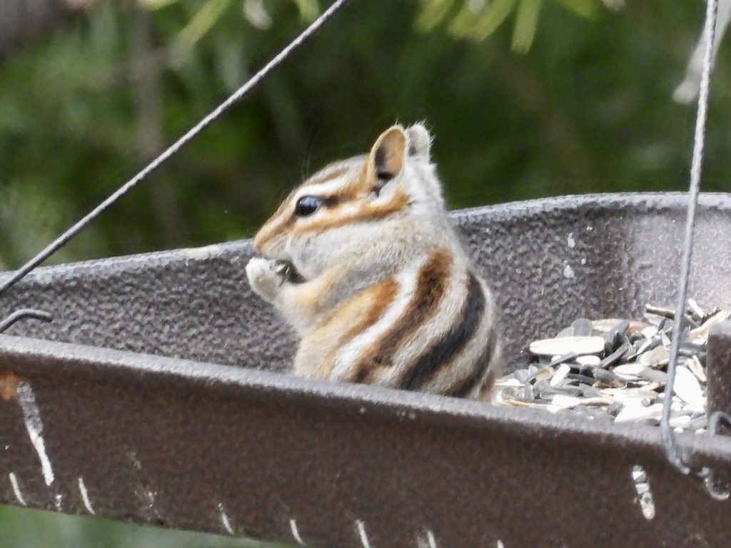 Gray-footed Chipmunk from Lincoln National Forest, Cloudcroft, NM, US ...