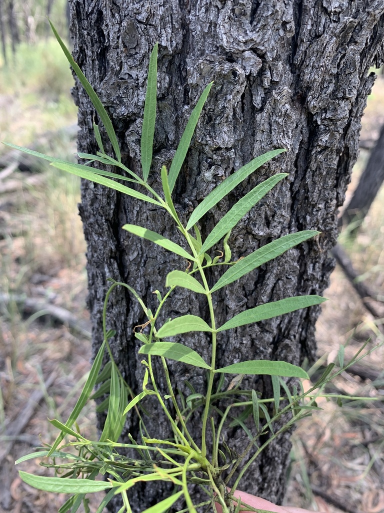 Emu Apple from Leichhardt Highway, Taroom, QLD, AU on January 02, 2022 ...