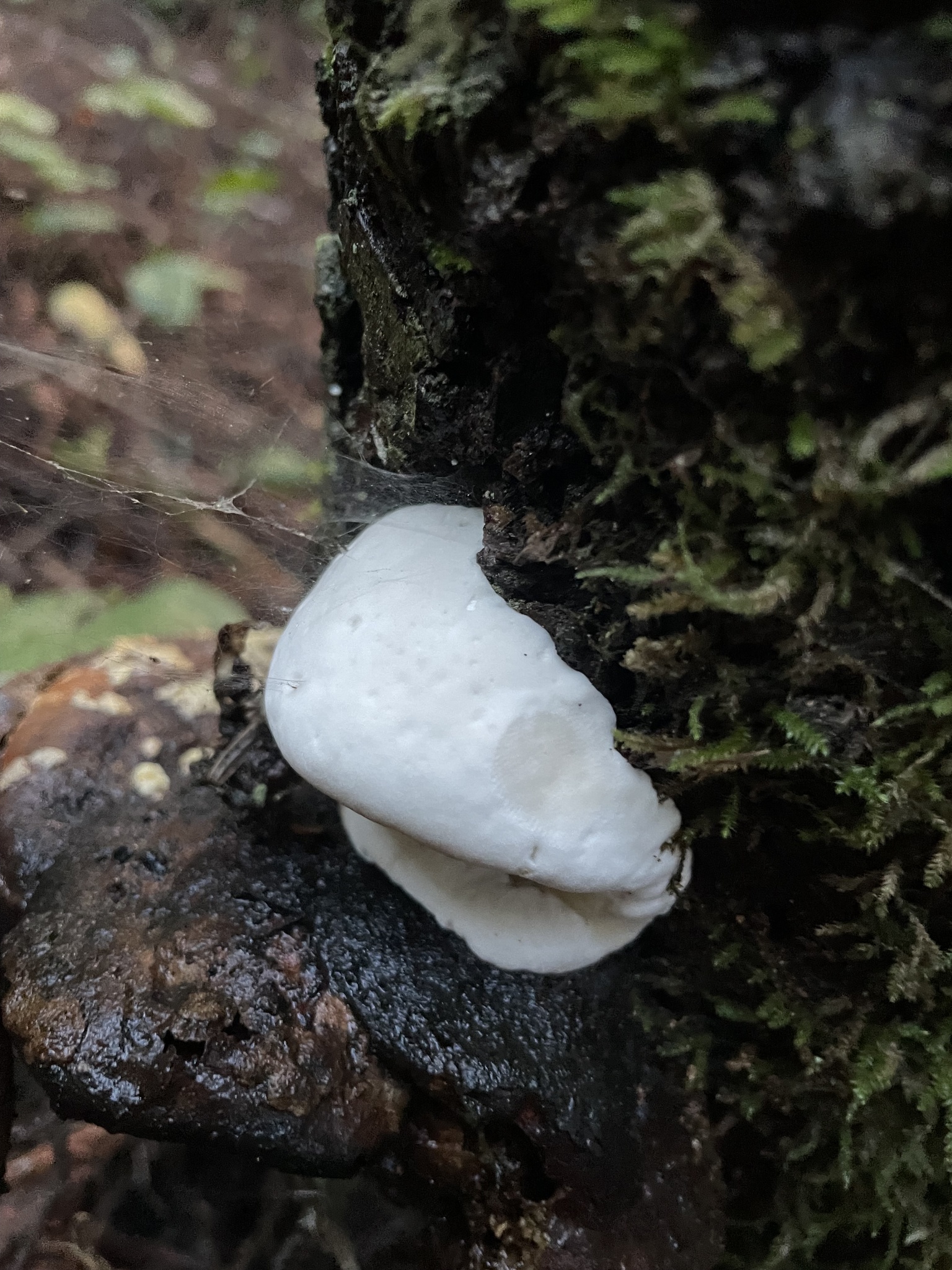 Tyromyces chioneus (Fr.) P.Karst.