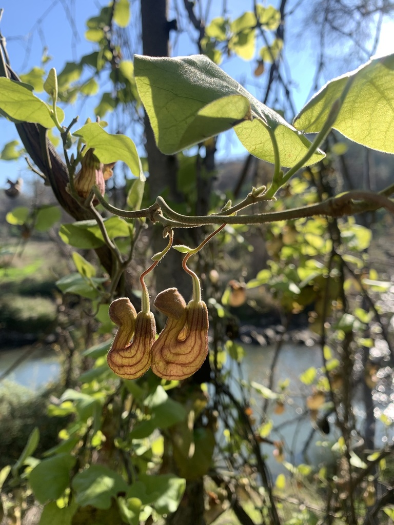 California Dutchman's Pipe from Putah Creek, Winters, CA, US on January ...