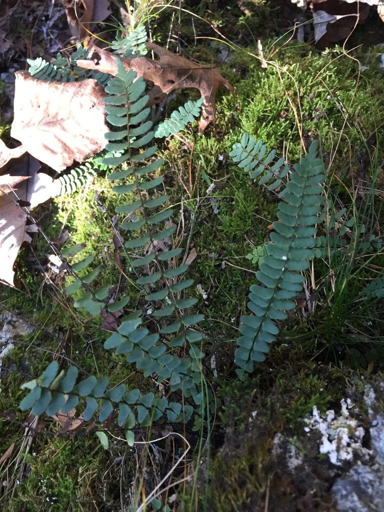 Black-stemmed Spleenwort in October 2018 by rbartgis · iNaturalist