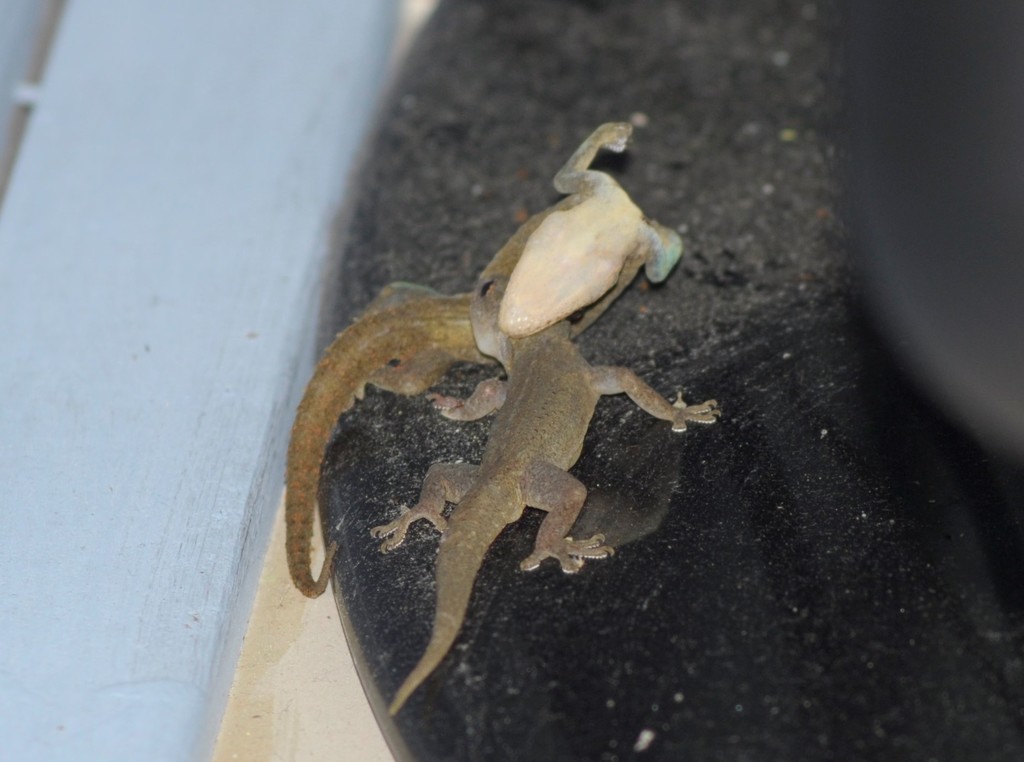 Asian House Gecko from West Island, Cocos (Keeling) Islands on May 7 ...