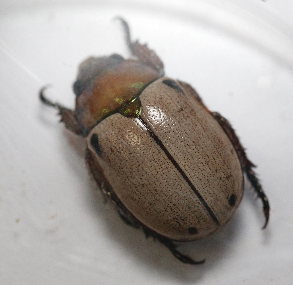 Anoplognathus flavipennis from Grandchester QLD 4340, Australia on ...