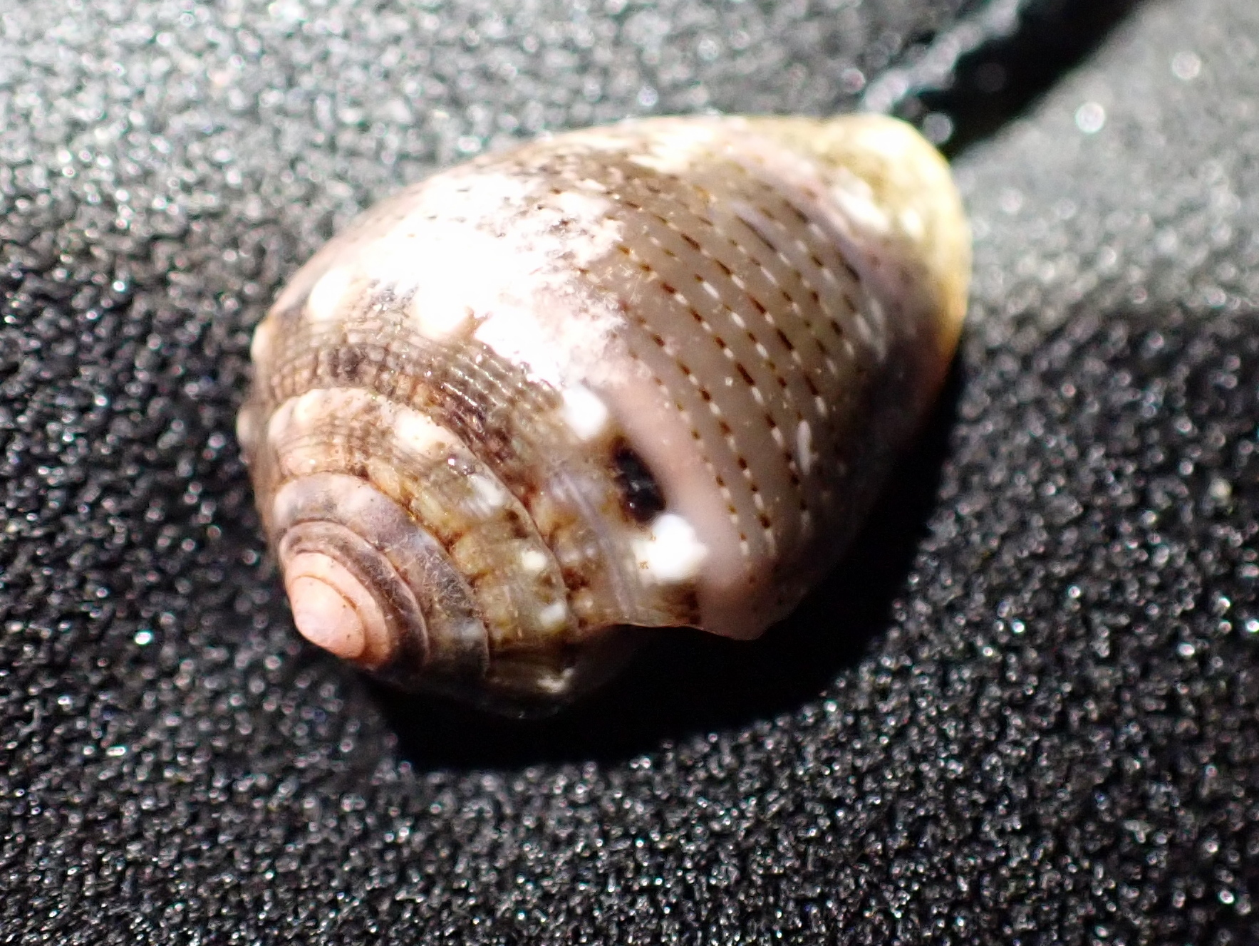 Conus coronatus Gmelin, 1791