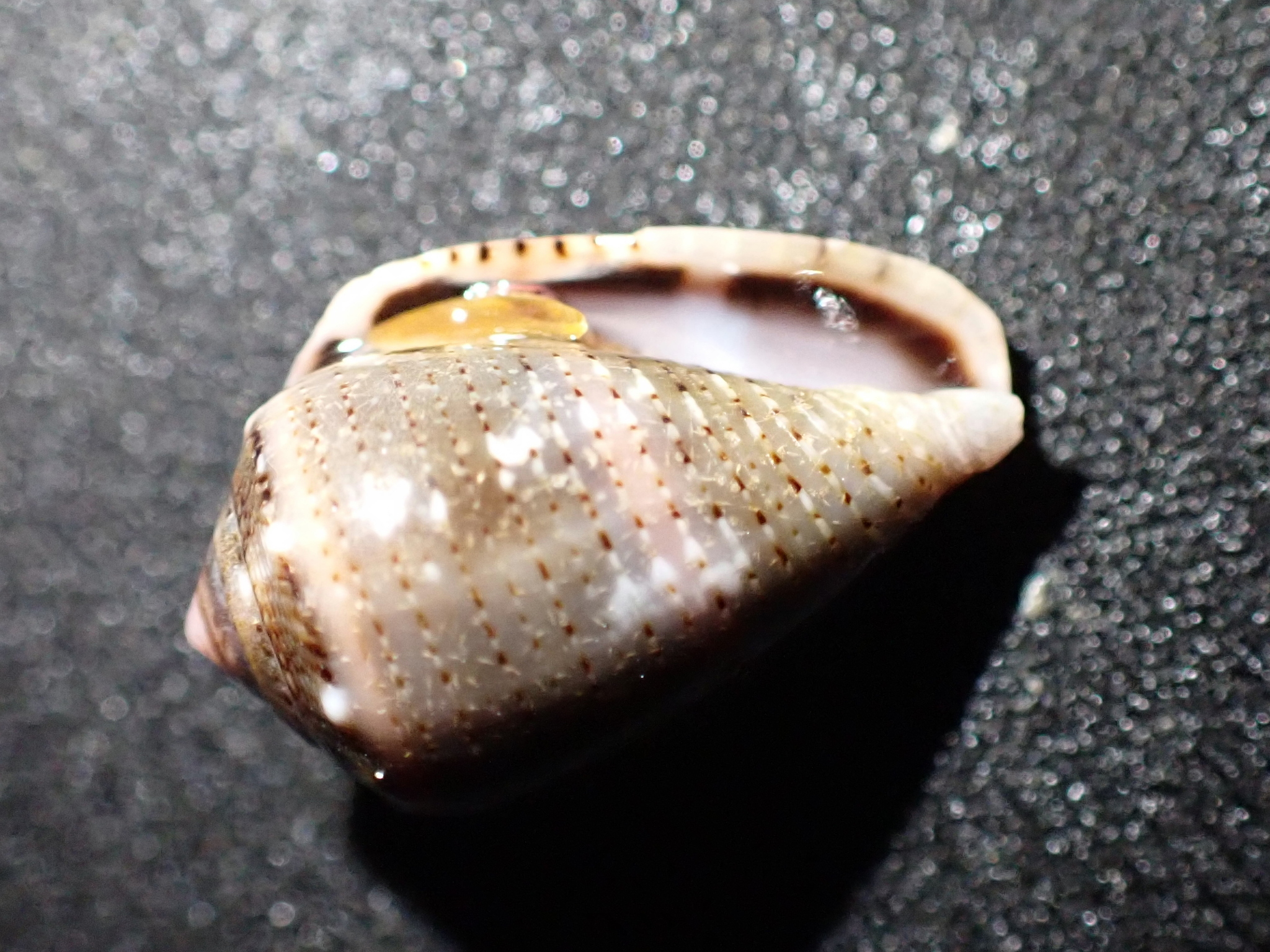 Conus coronatus Gmelin, 1791