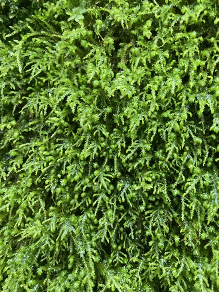 tree-skirt moss from Catskill Park, Elka Park, NY, US on January 1 ...