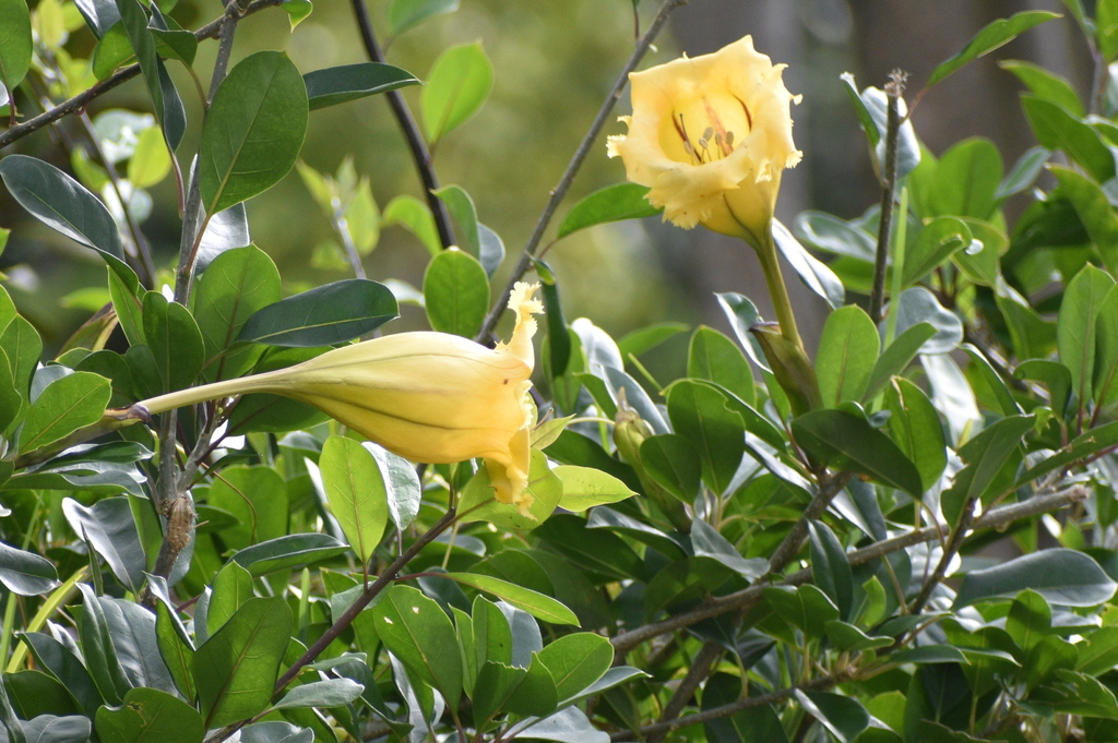 Solandra longiflora from Sandys Parish, Bermuda on January 02, 2022 at ...