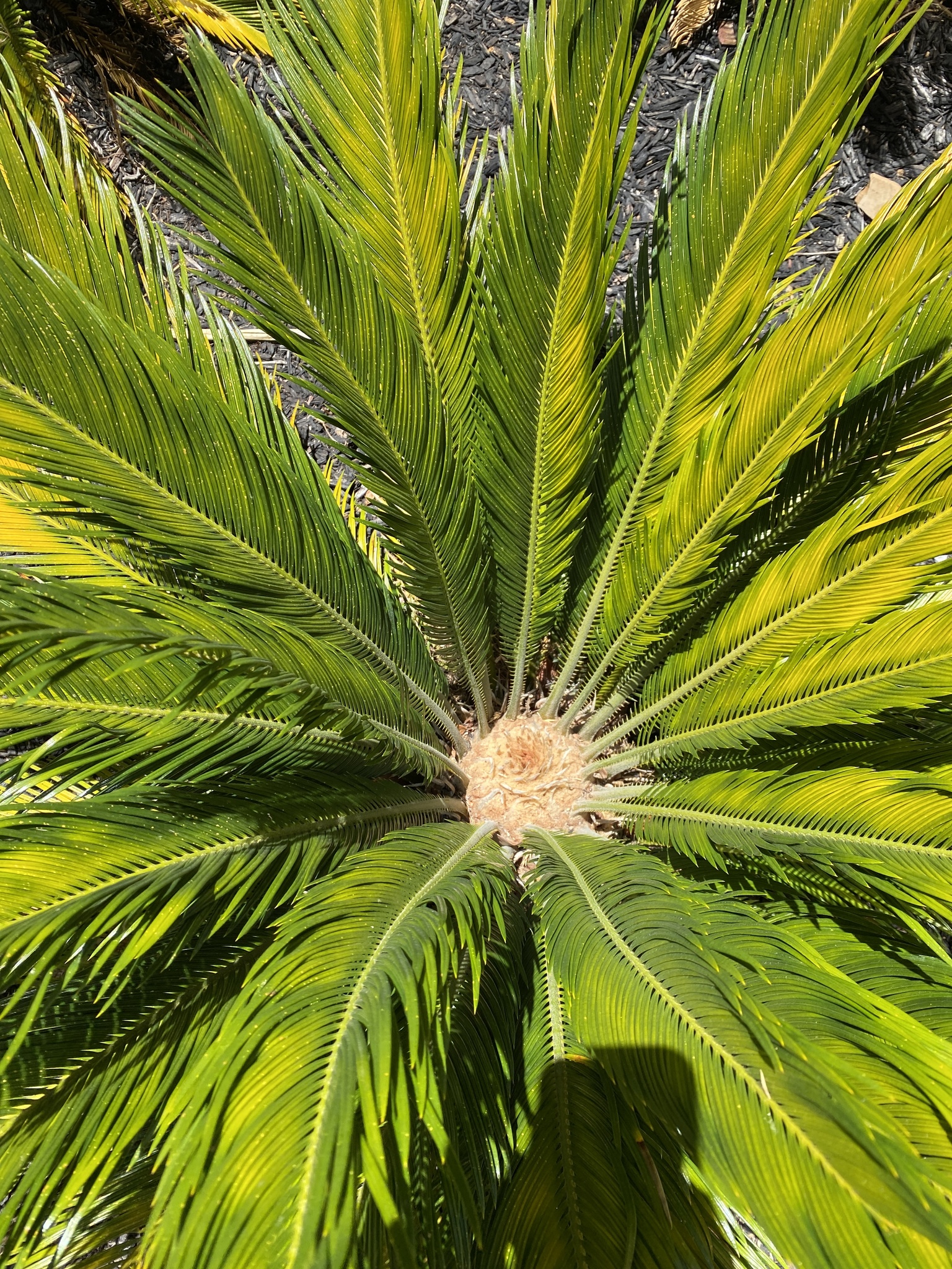 Cycas revoluta Thunb.