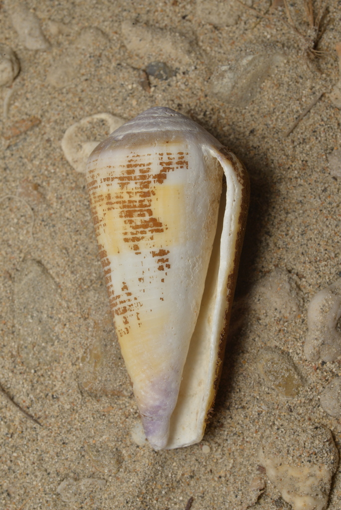 terebra cone from Hienghène, Nouvelle-Calédonie on May 1, 2021 at 02:32 ...