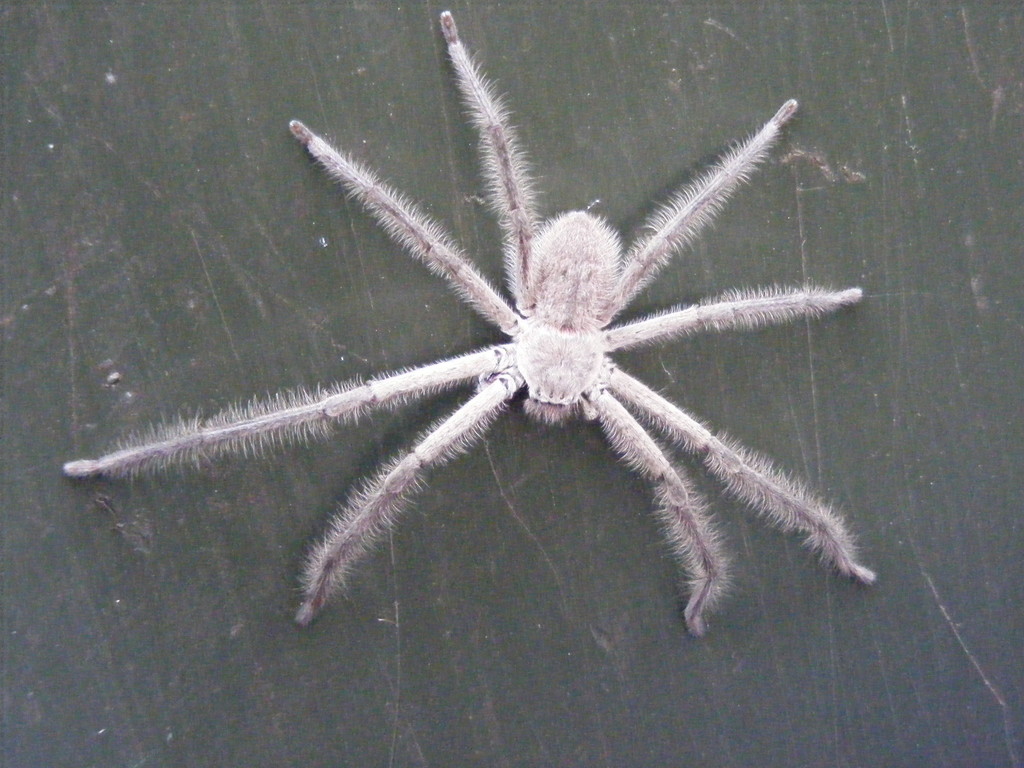 Leishmann's Huntsman from Parkerville WA 6081, Australia on November 15 ...