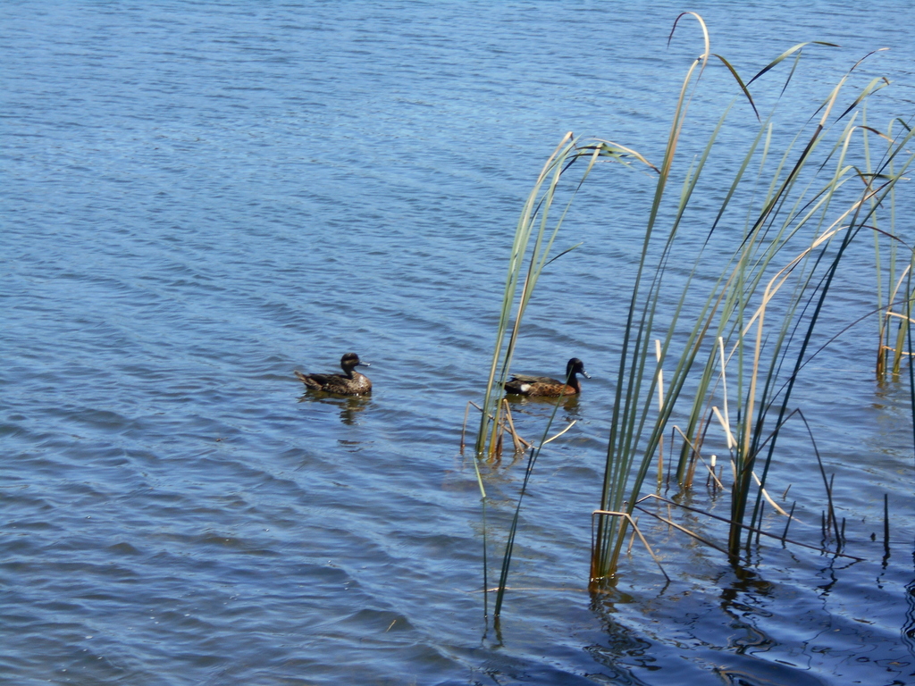 Chestnut Teal from Melbourne VIC, Australia on January 03, 2022 at 12: ...