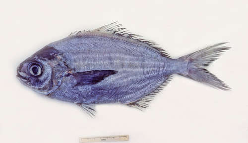 White Warehou (Seriolella caerulea) · iNaturalist United Kingdom