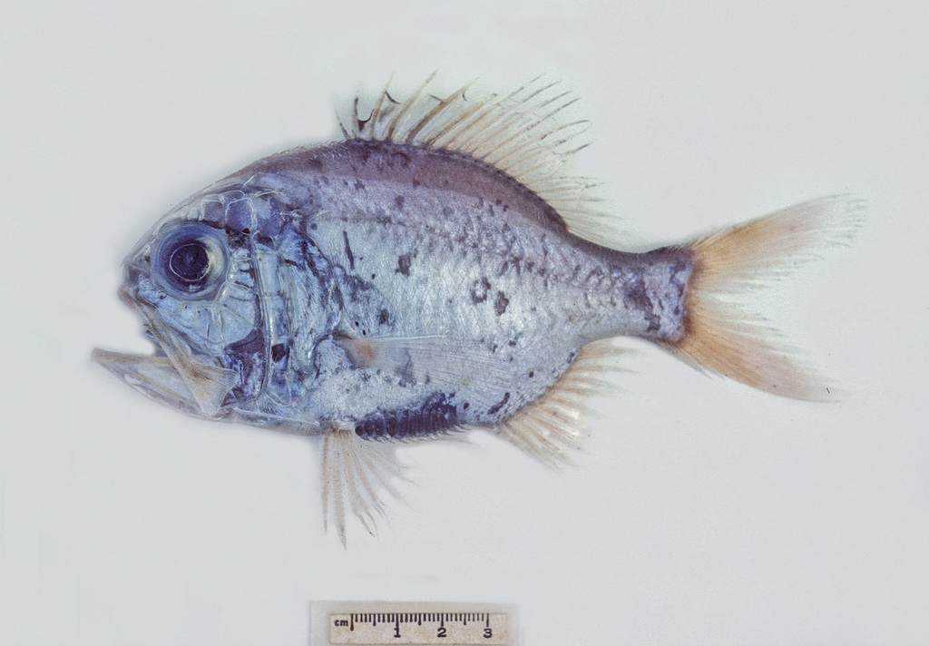 New Zealand Giant Sawbelly (Hoplostethus melanopeza) - Marine Life ...