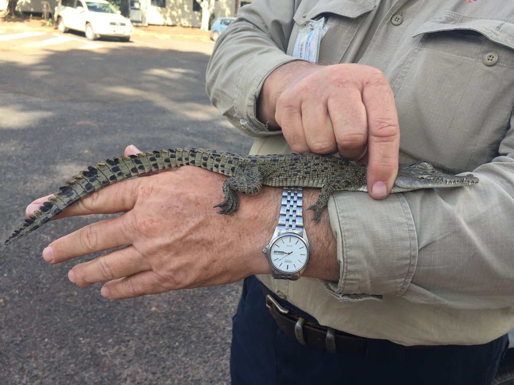 Saltwater Crocodile from Weipa QLD 4874, Australia on June 30, 2020 at 03:15 PM by Cemone Hedges ...