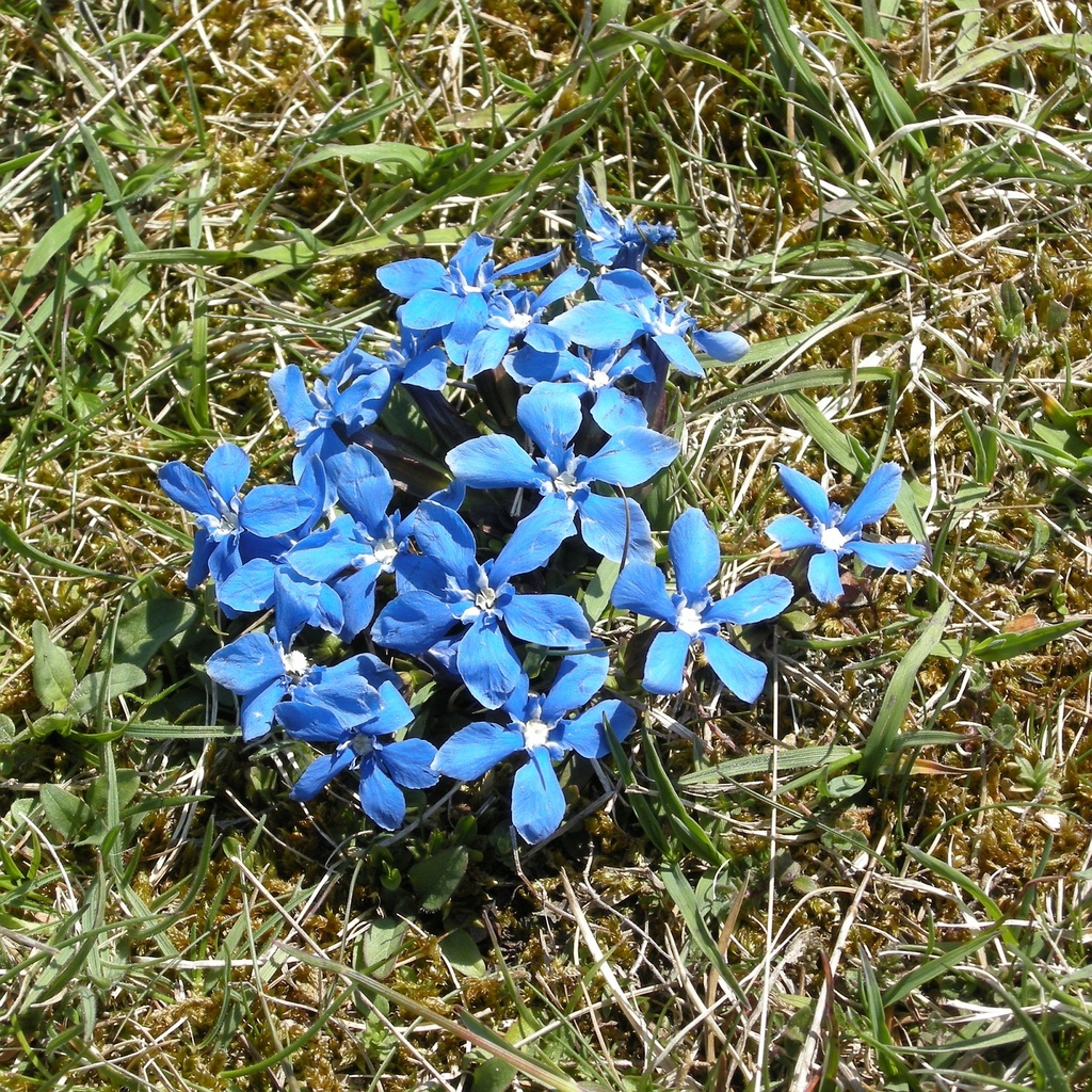 spring gentian in April 2008 by Jakob Fahr · iNaturalist
