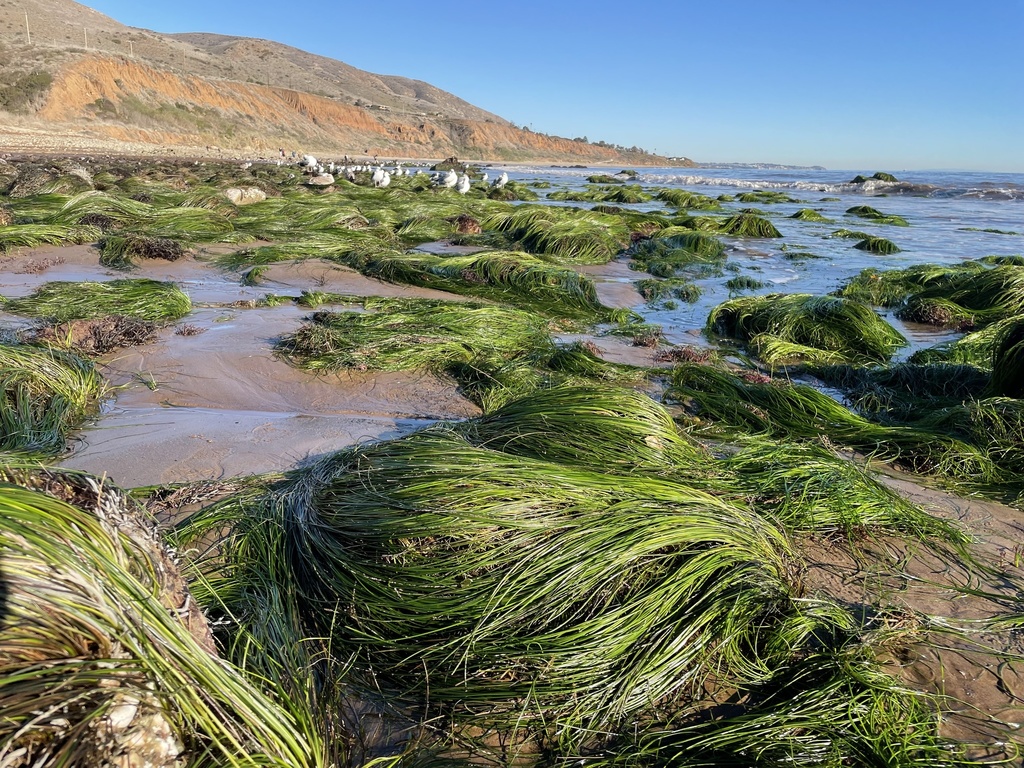 Torrey's Surfgrass (Phyllospadix torreyi) - Botanical Realm