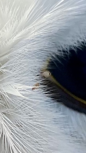 Strigiphilus ceblebrachys · iNaturalist