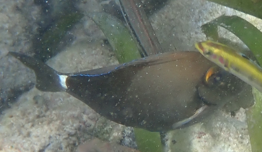 Caribbean Ocean Surgeonfish from The Cove on January 02, 2022 at 08:20 ...