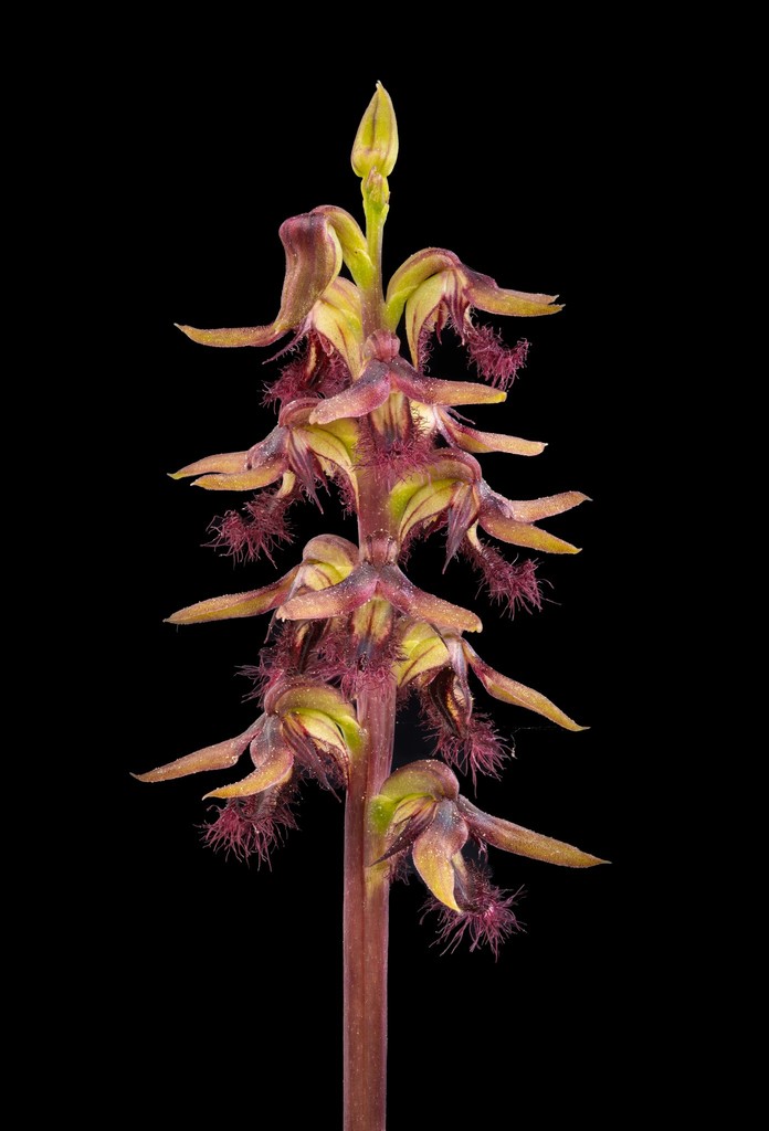 Genoplesium ectopum from Booth ACT 2620, Australia on January 02, 2022 ...
