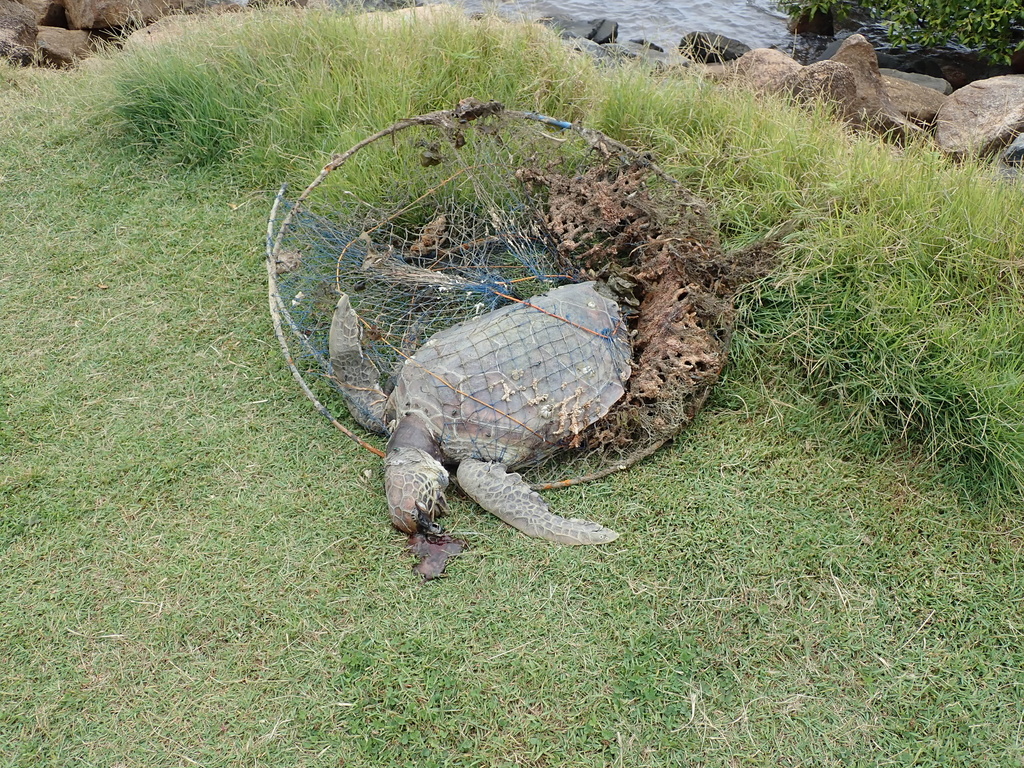 Green Sea Turtle in January 2022 by kytes. Tragic · iNaturalist