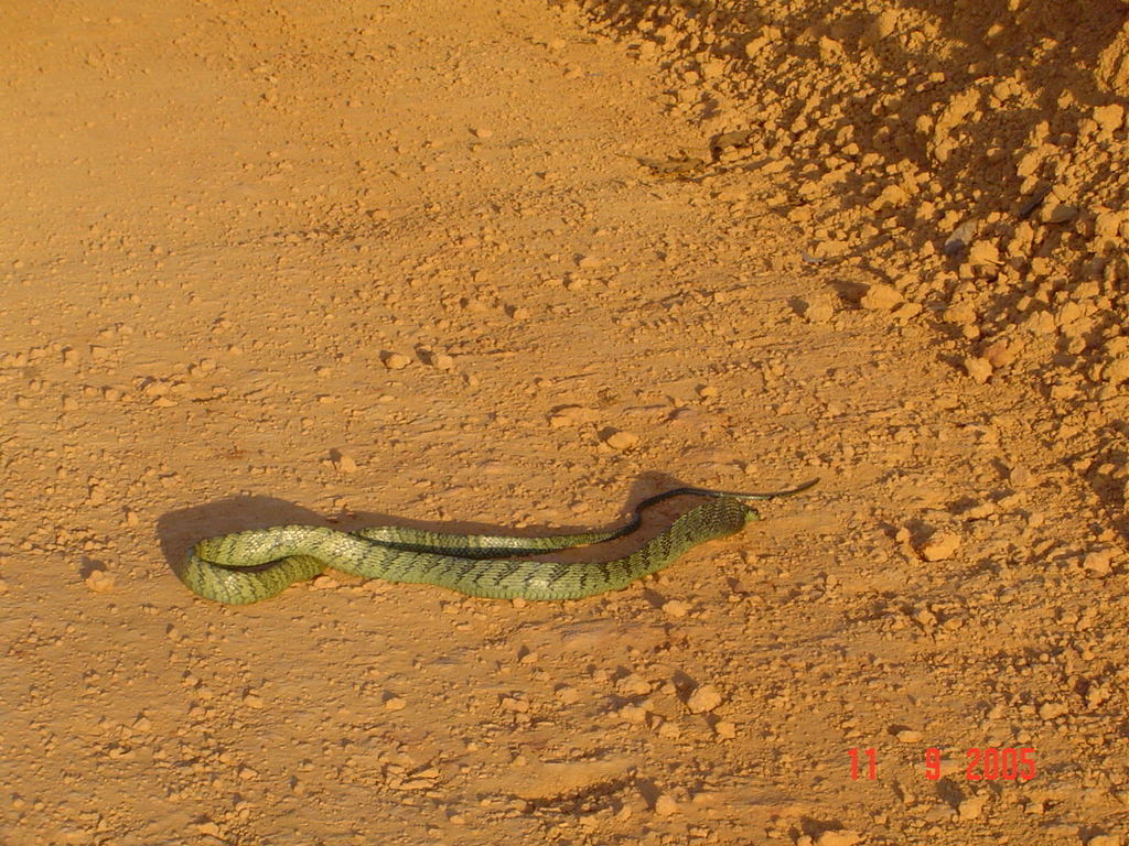 Amazon Puffing Snake from Oriximiná - PA, 68270-000, Brasil on ...
