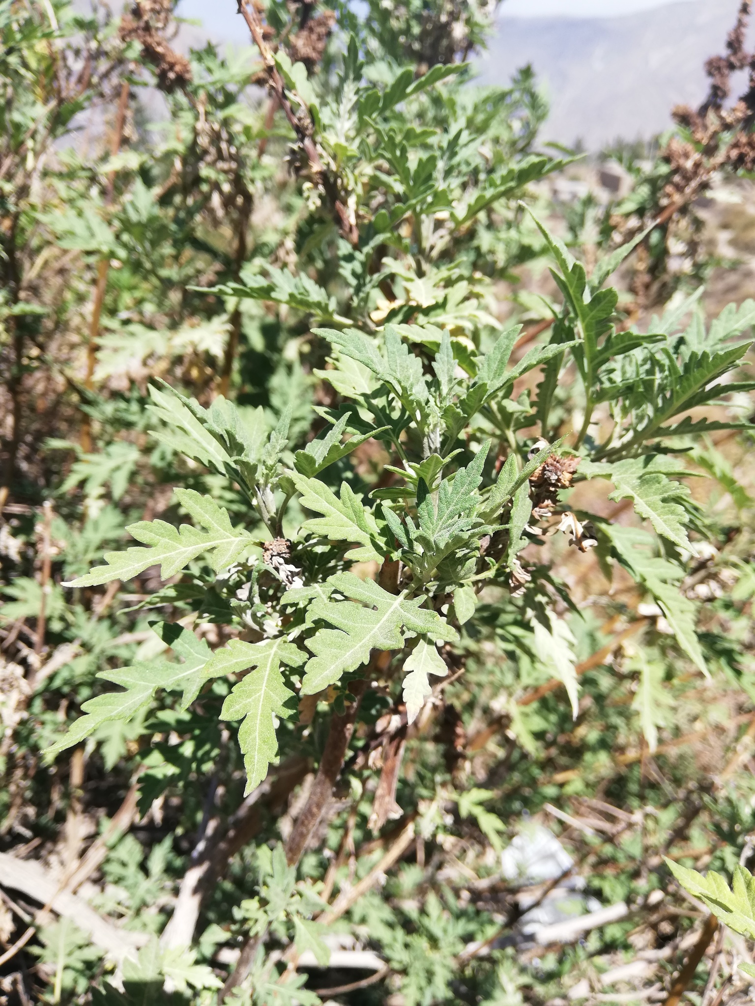 Ambrosia arborescens Mill.