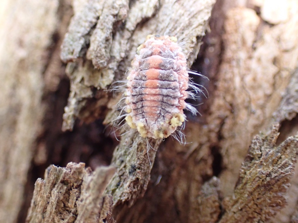 Giant Scale Insects from Inverloch VIC 3996, Australia on January 03 ...