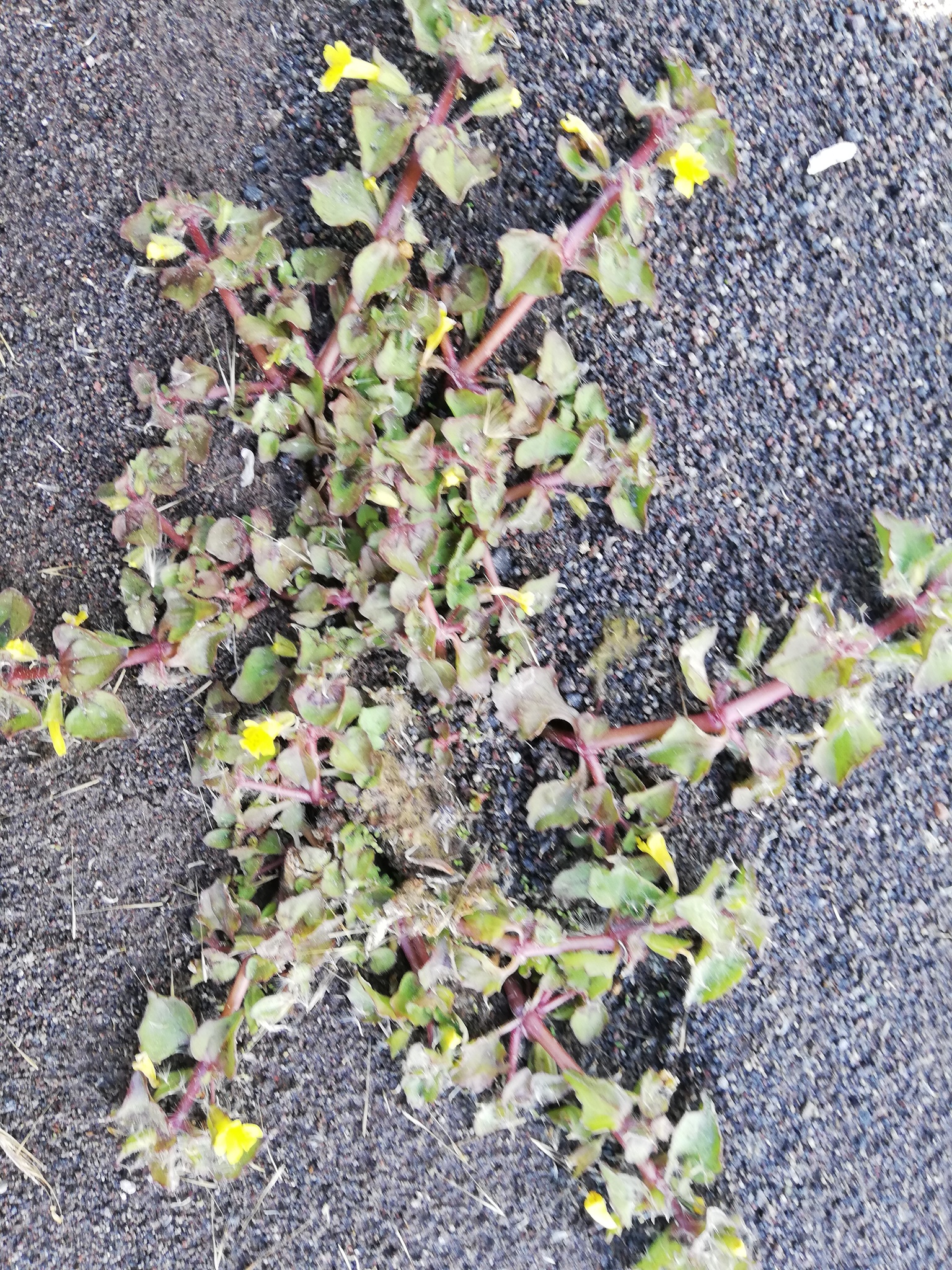 Erythranthe glabrata (Kunth) G.L.Nesom