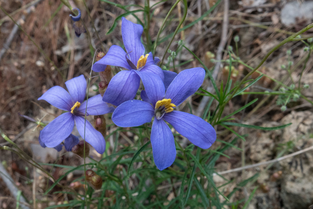 finger flower from Chiltern VIC 3683, Australia on December 01, 2021 at ...