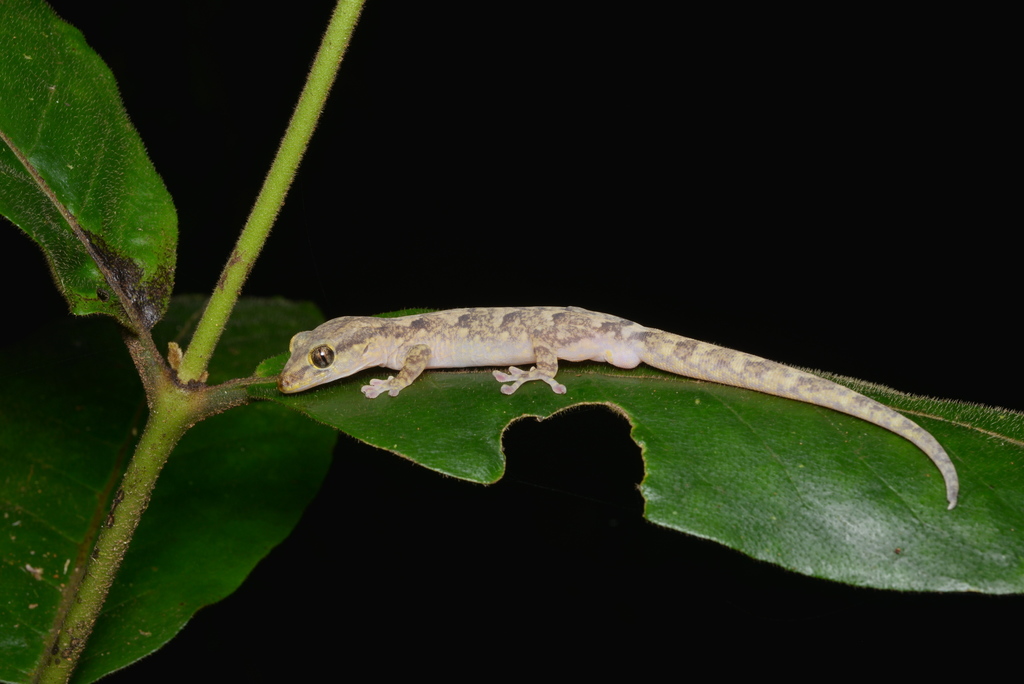 Bavayia endemia in December 2021 by Pierre-Louis Stenger · iNaturalist