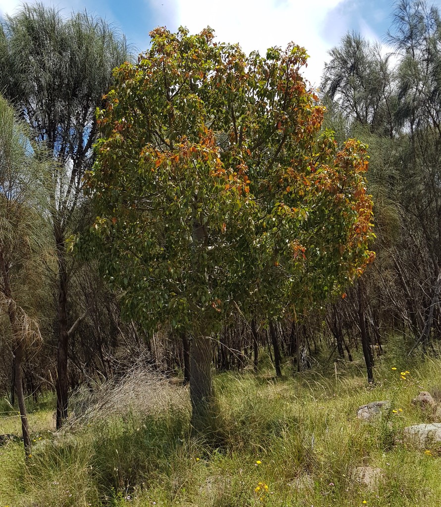 kurrajong from Tuggeranong, ACT, Australia on December 28, 2021 at 12: ...