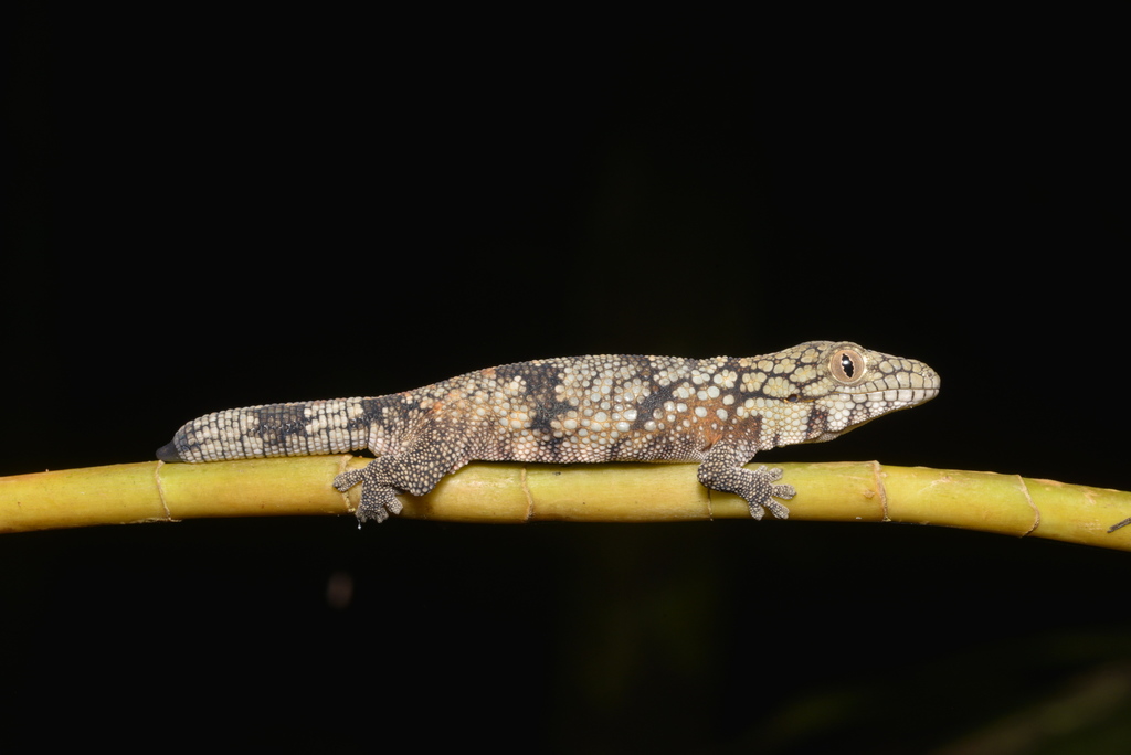 Koumac Chameleon Gecko in December 2021 by Pierre-Louis Stenger ...