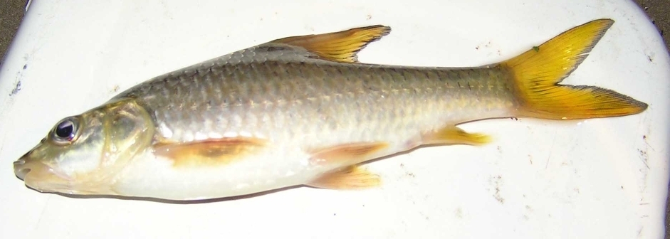 Labeobarbus intermedius from Enidewa K10, Ethiopia on November 11, 2020 ...
