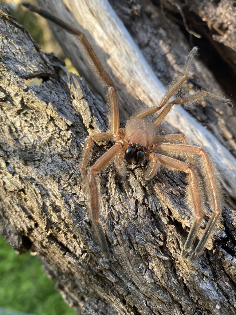 Social Huntsman Spider in January 2022 by Josh Magro · iNaturalist