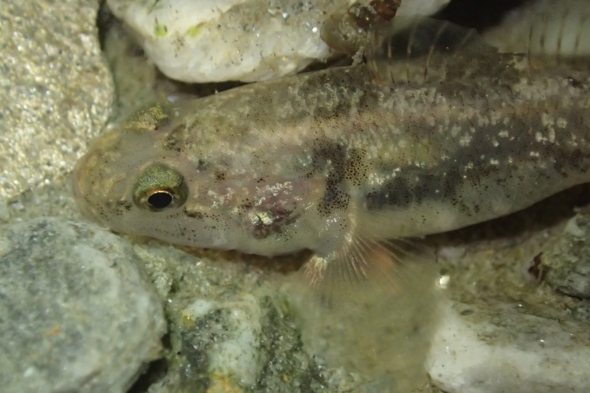 Gobiomorphus cotidianus McDowall, 1975